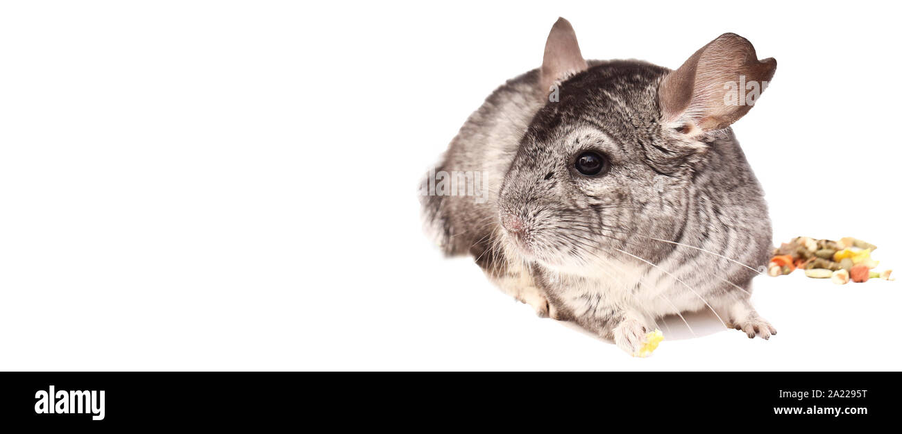 chinchilla. chinchilla sitting on white background, beautiful ...