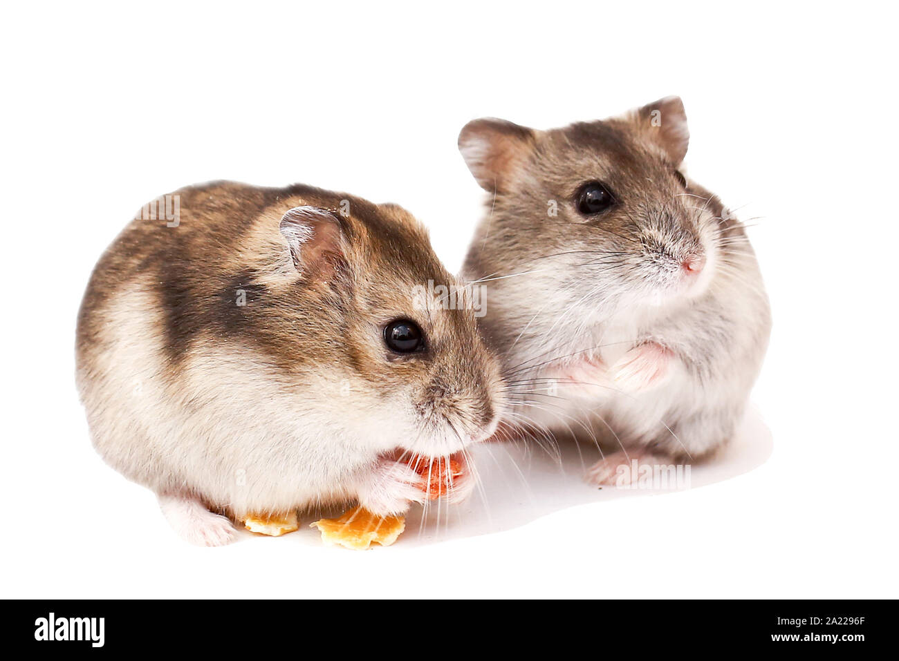 Eats mice hi-res stock photography and images - Alamy