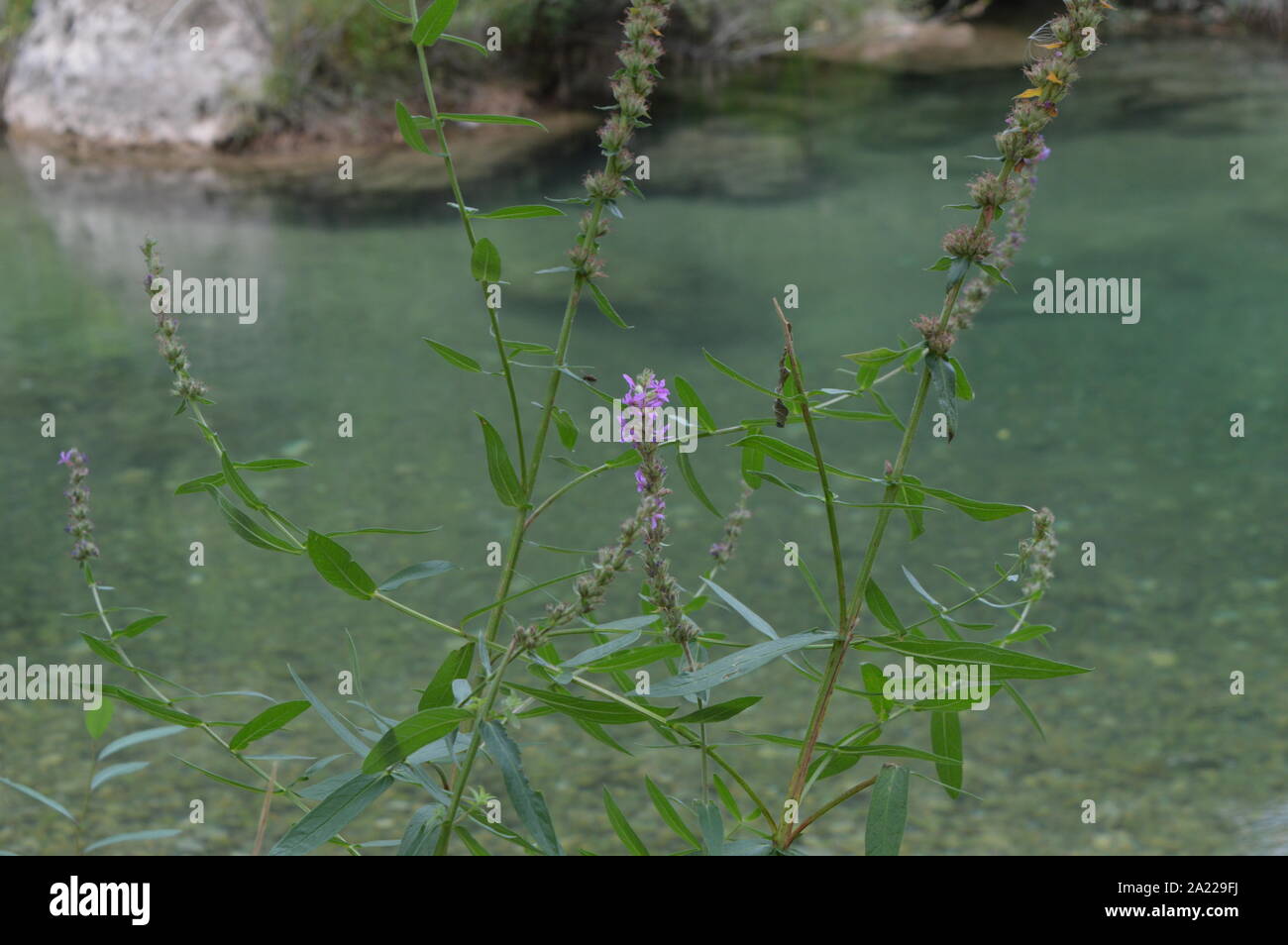 Flower plant growing near the river Stock Photo - Alamy