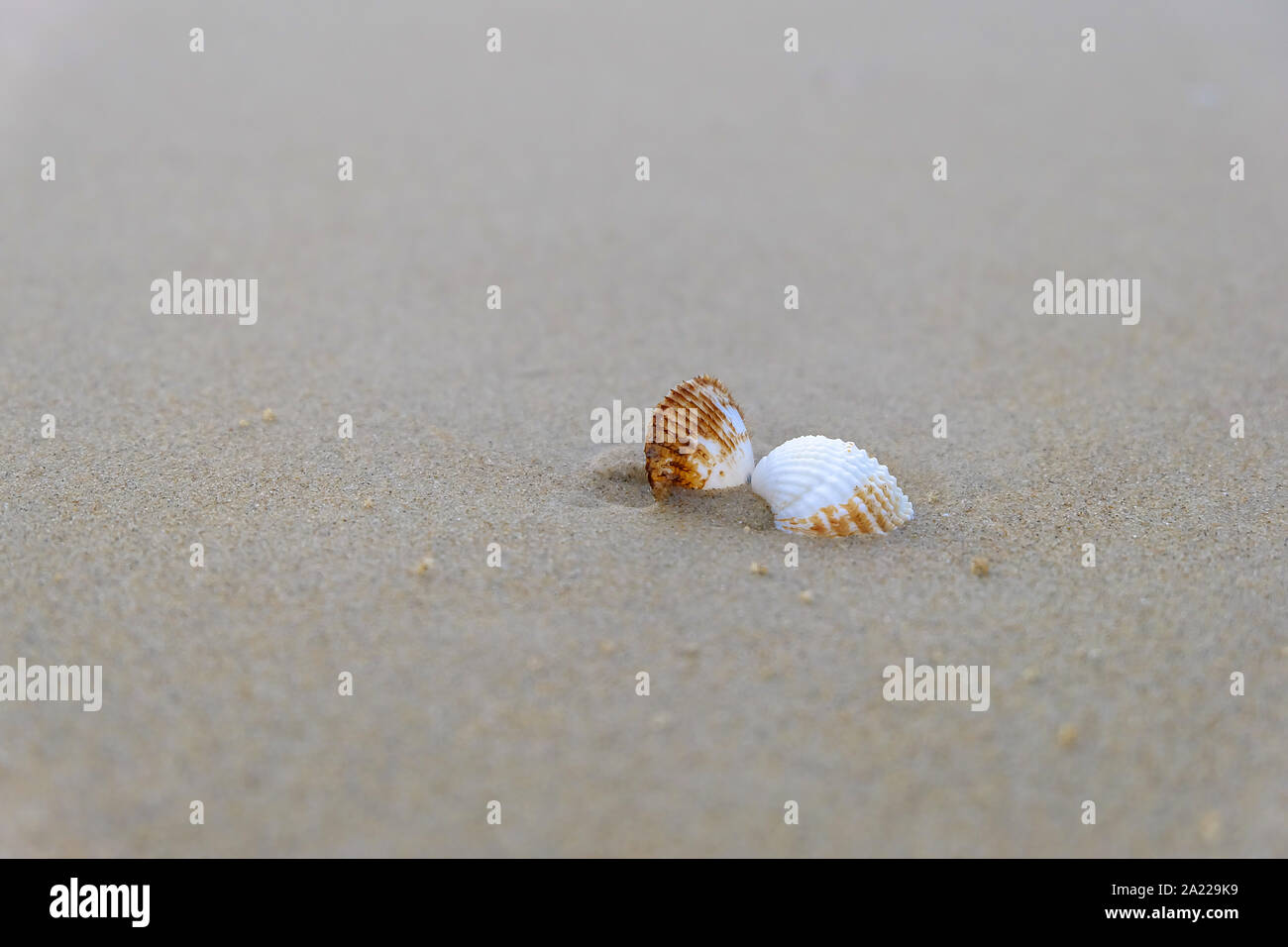 Close up of seashells on beautiful sand beach. Summer beach background ...