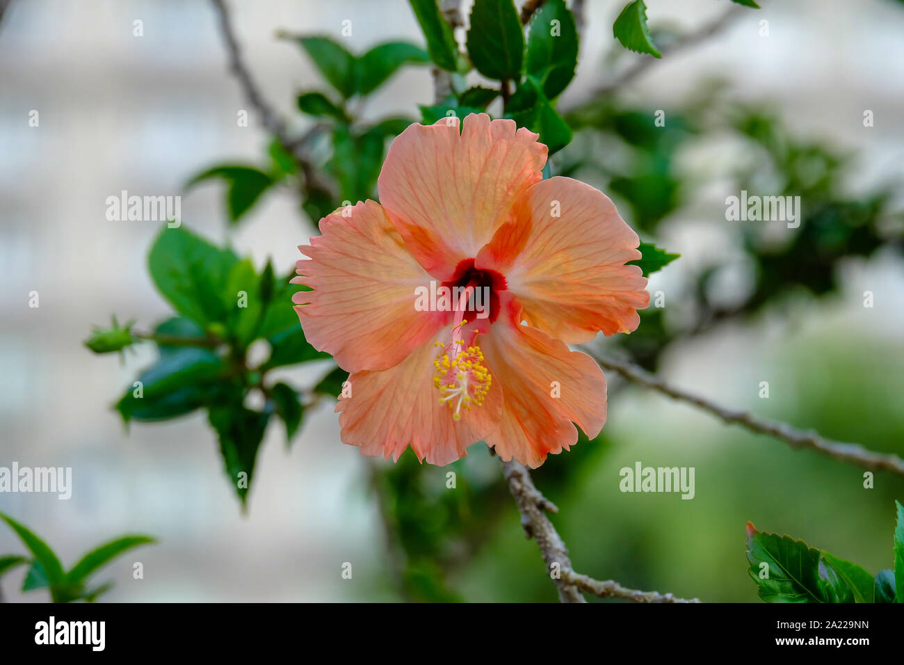 Close up of orange rose mallow with soft selective focus and green blur ...