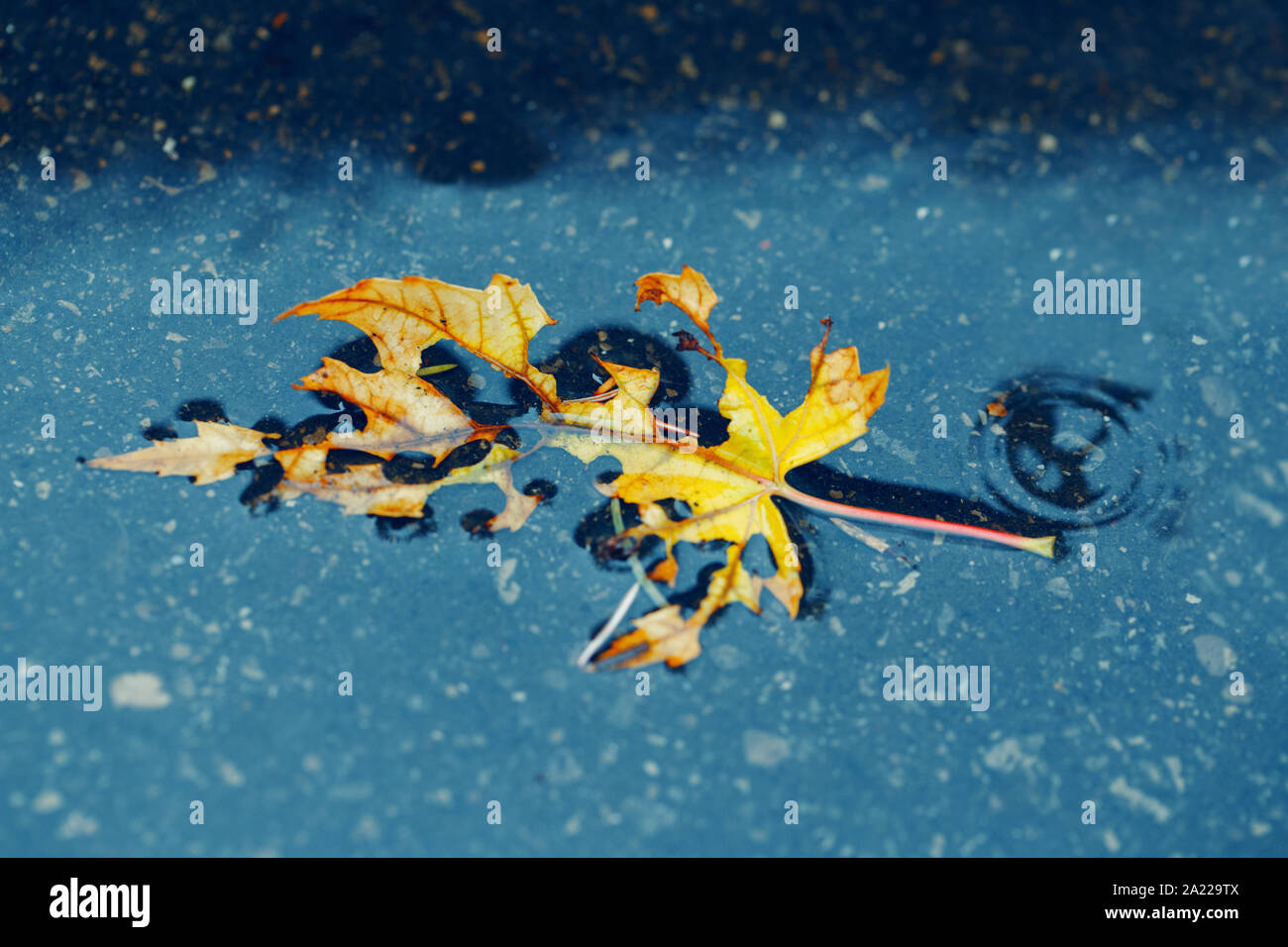 Beautiful old withered torn yellow autumn maple leaf in puddle on ground under rain. Fall ...