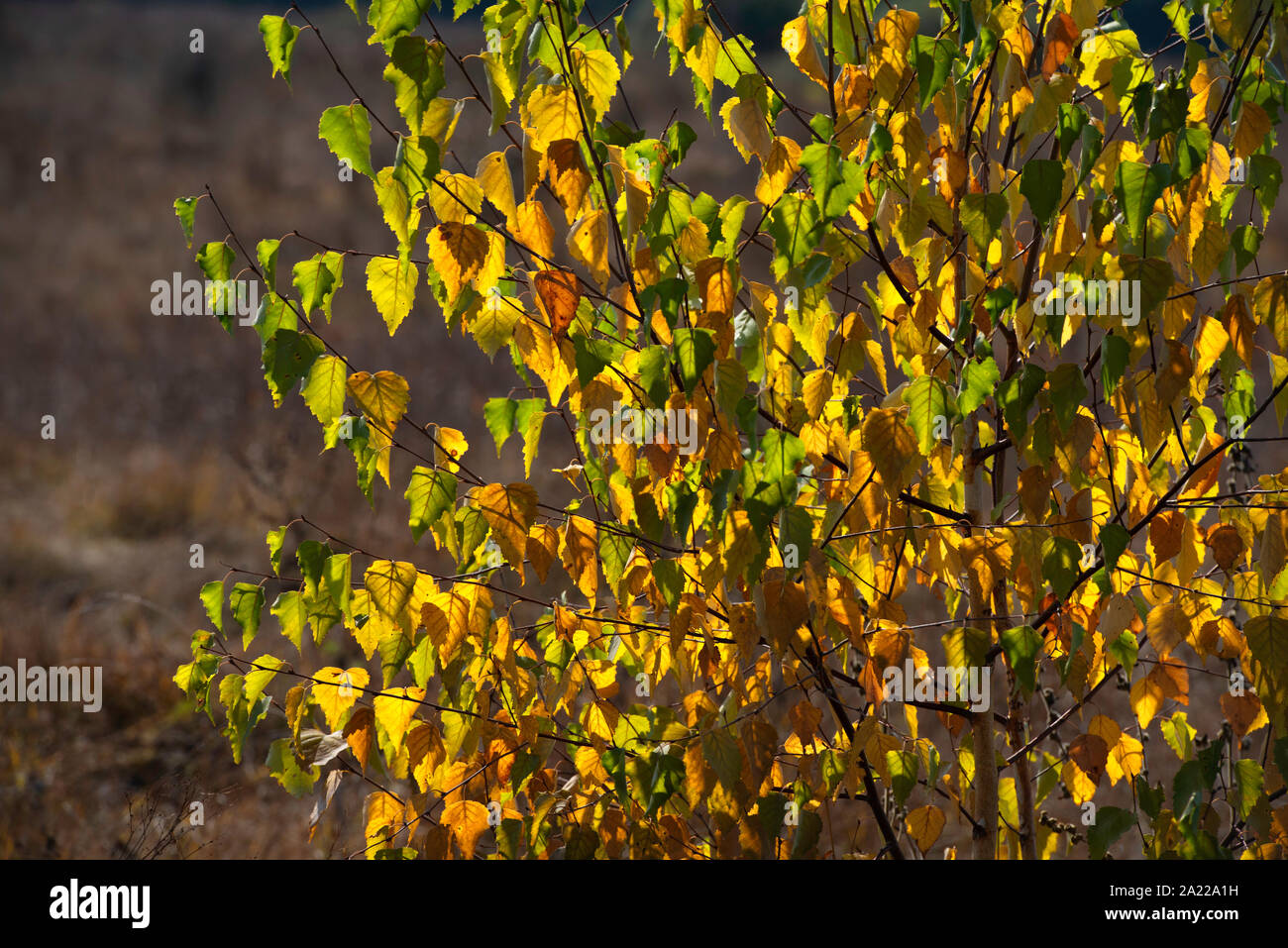Yellow green leaves tree trees hi-res stock photography and images - Alamy