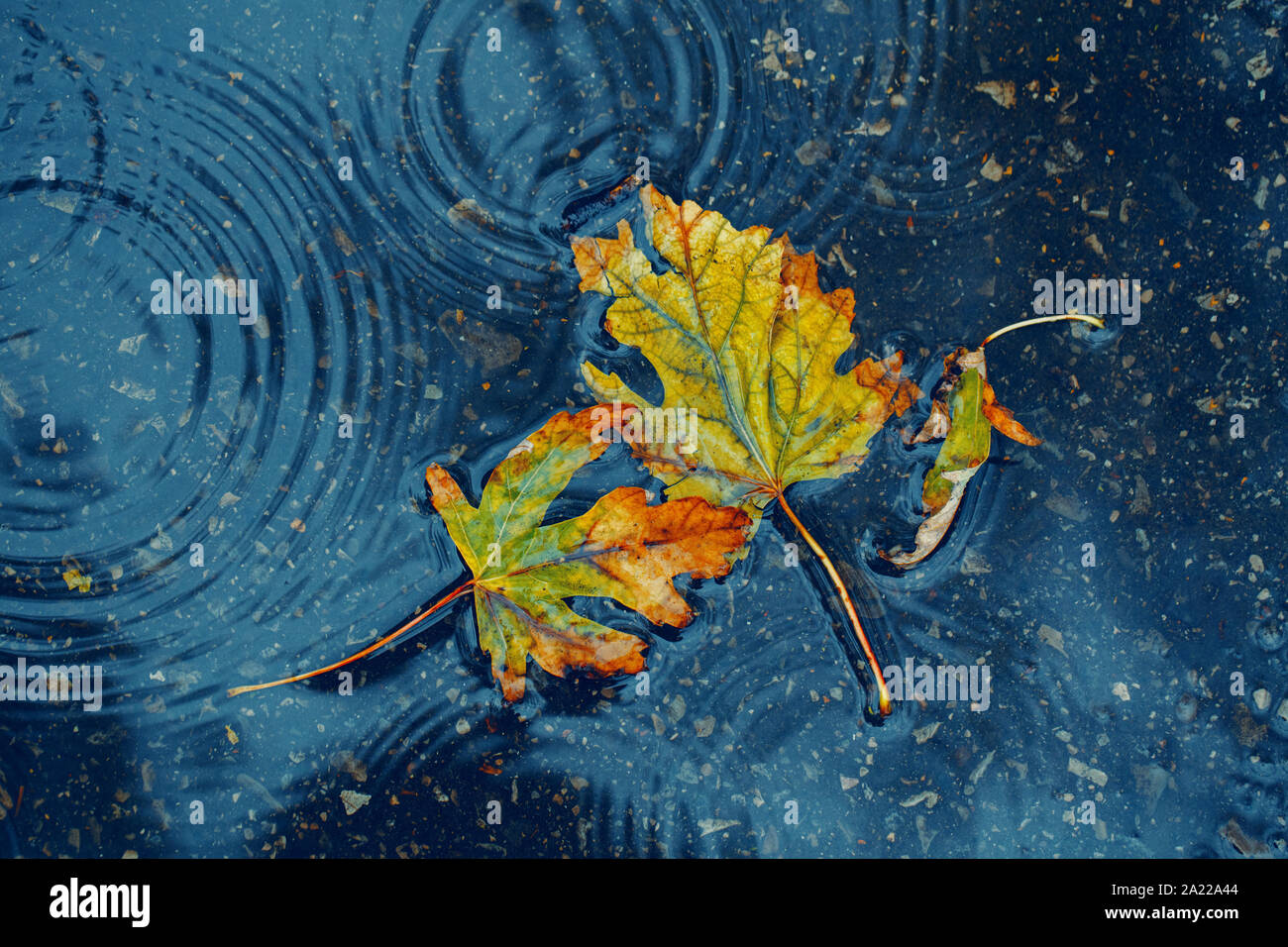 Beautiful old withered torn yellow autumn maple leaves in puddle on ground under rain. Fall ...