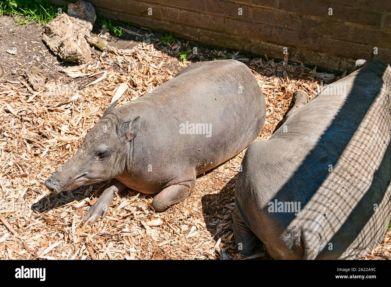 Wrinkly pig hi-res stock photography and images - Alamy