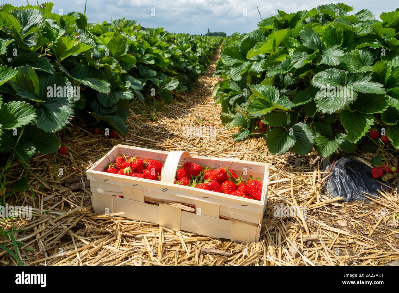 Strawberry fields in Germany, outdoor plantation with ripe sweet red ...
