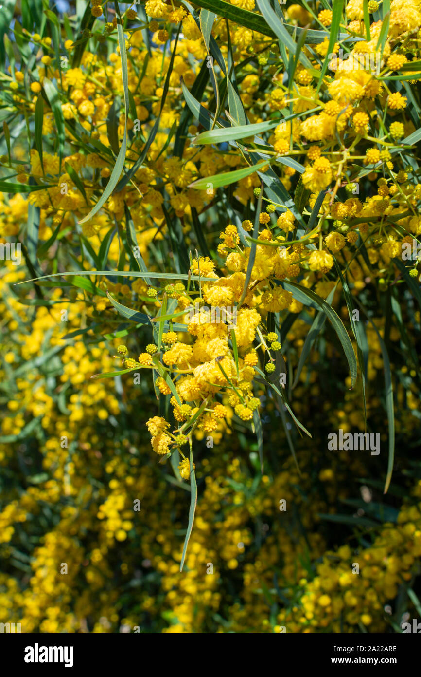 Yellow Mimosa Flower