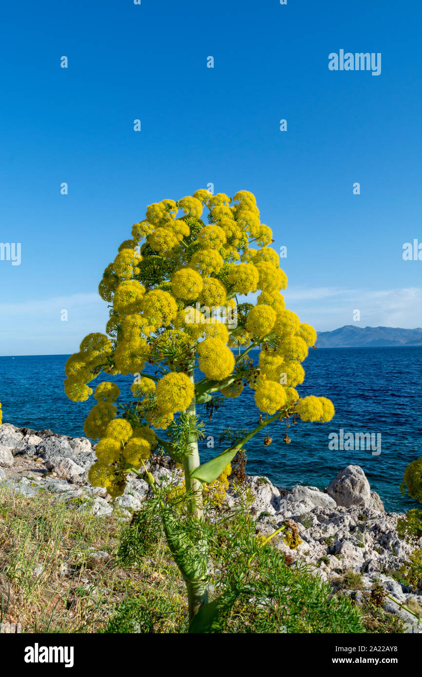 Giant fennel plant hi-res stock photography and images - Alamy