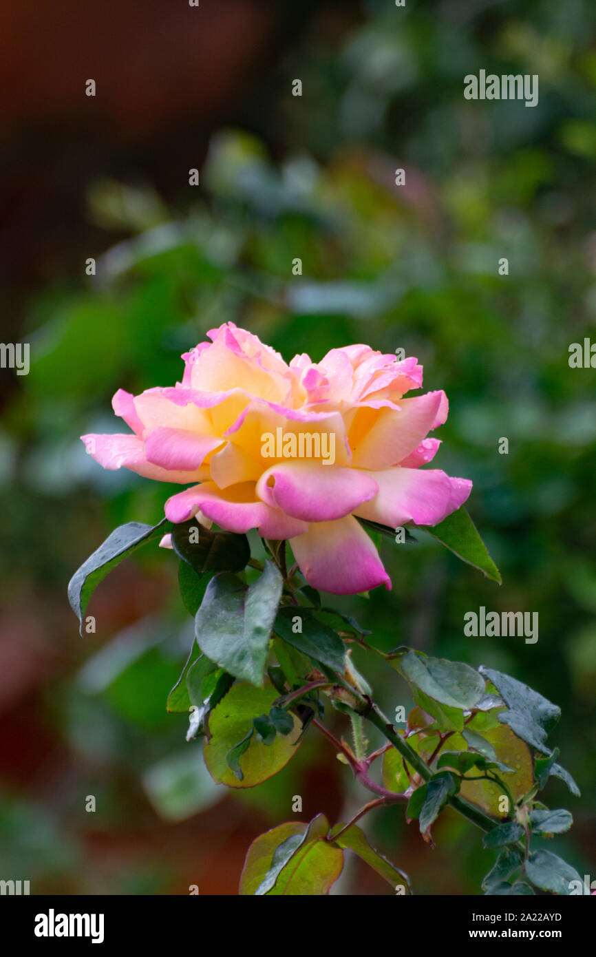 Large garden pink-yellow rose flower in garden Stock Photo - Alamy