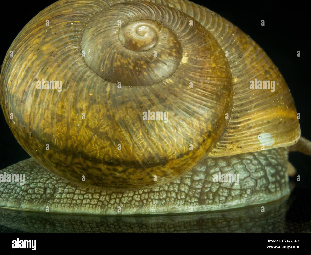 Snail Macro, on the black background, Garden snail photographed with ...