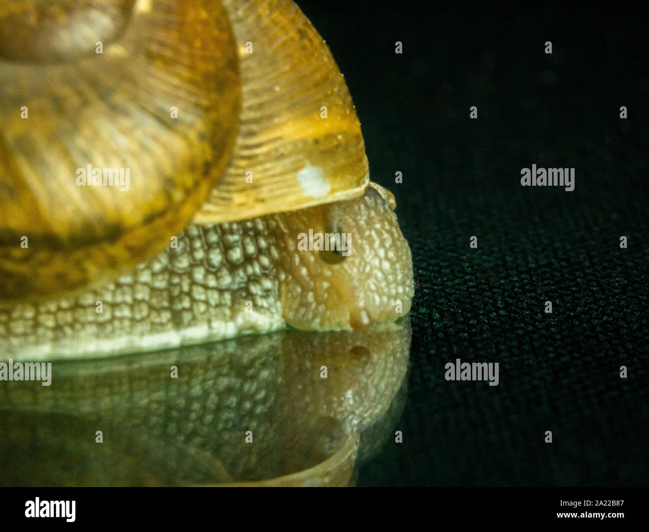 Snail Macro, on the black background, Garden snail photographed with ...