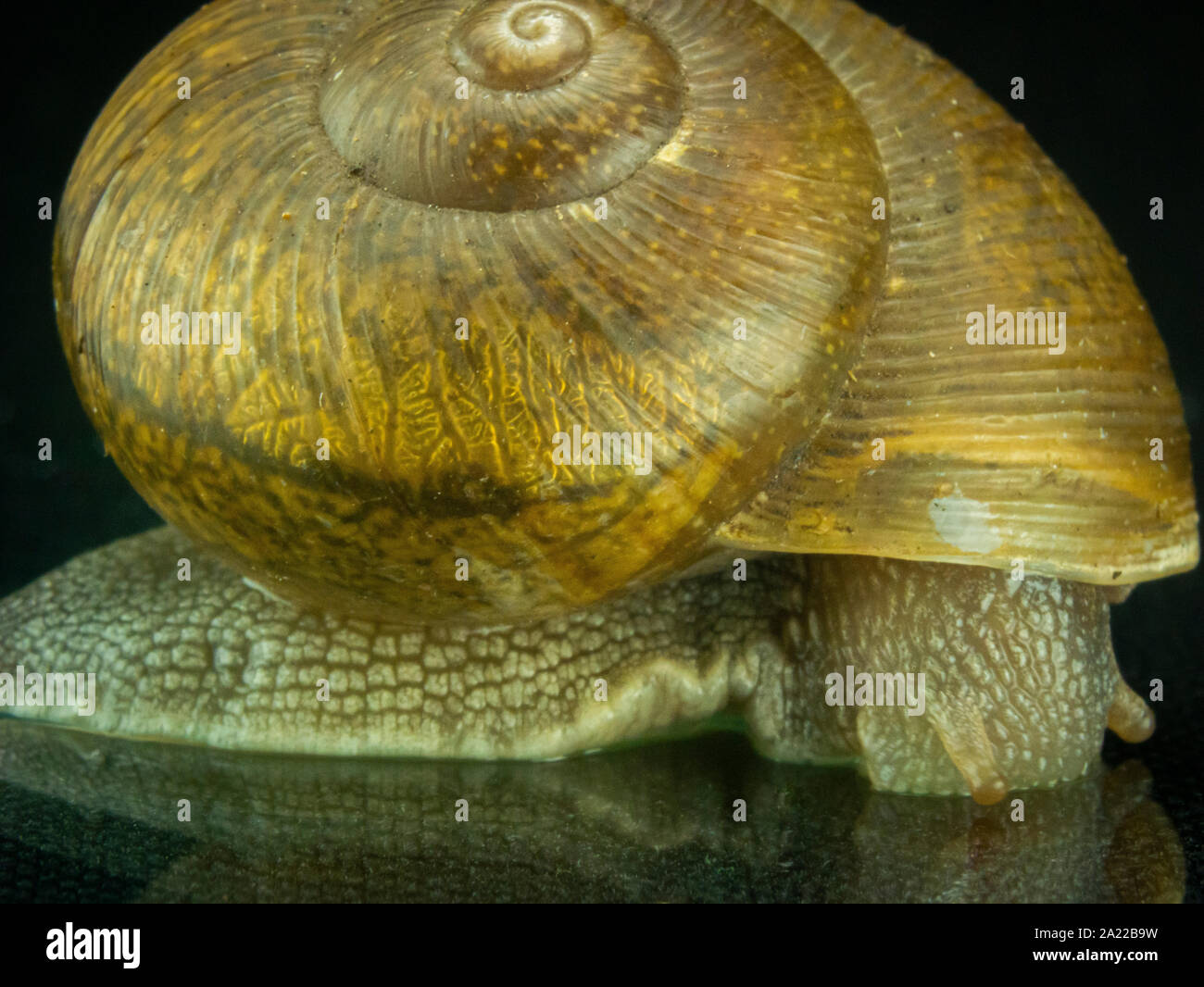 Snail Macro, on the black background, Garden snail photographed with ...