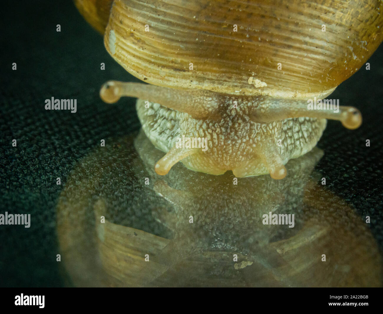 Snail Macro, on the black background, Garden snail photographed with ...