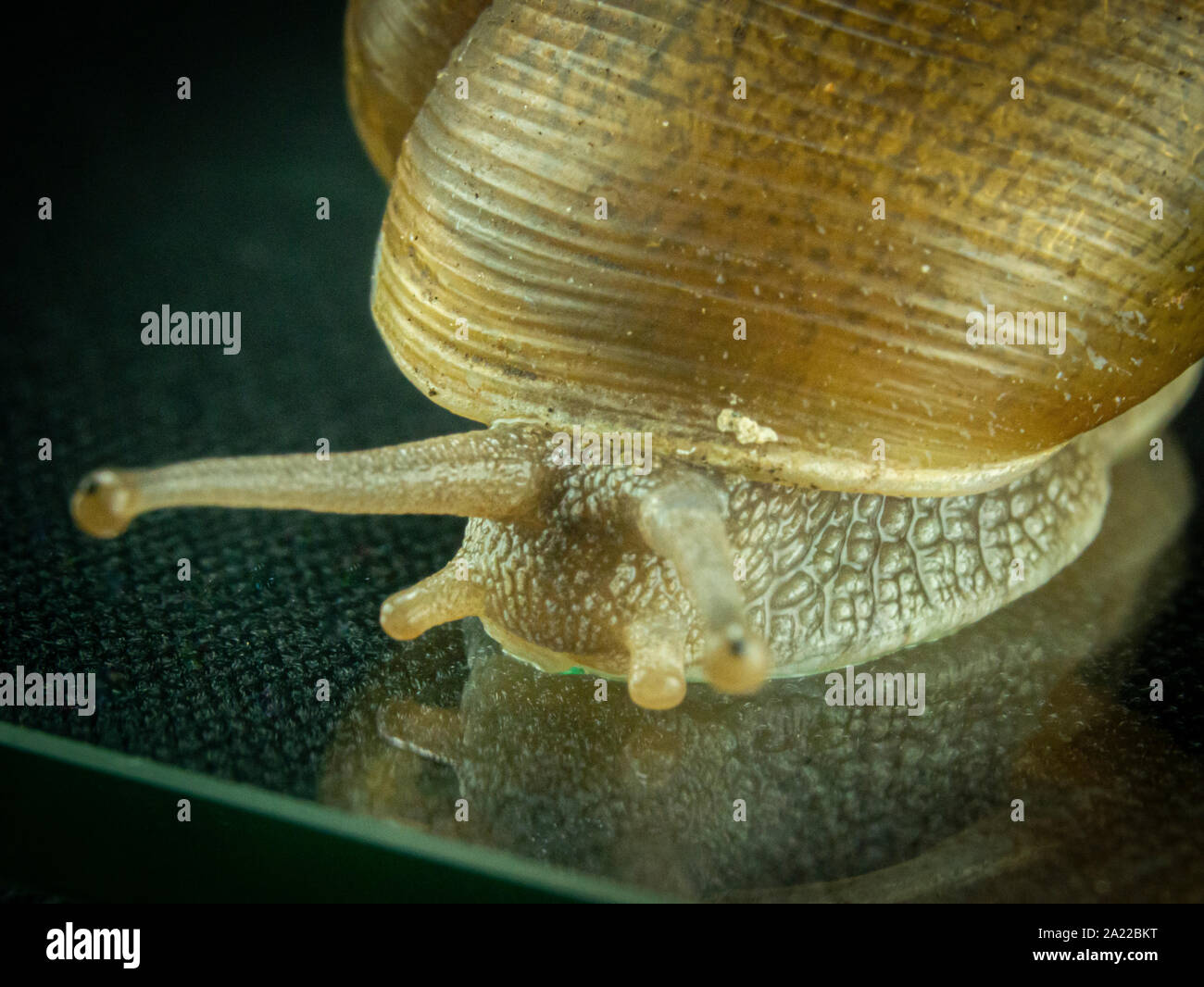 Snail Macro, on the black background, Garden snail photographed with ...