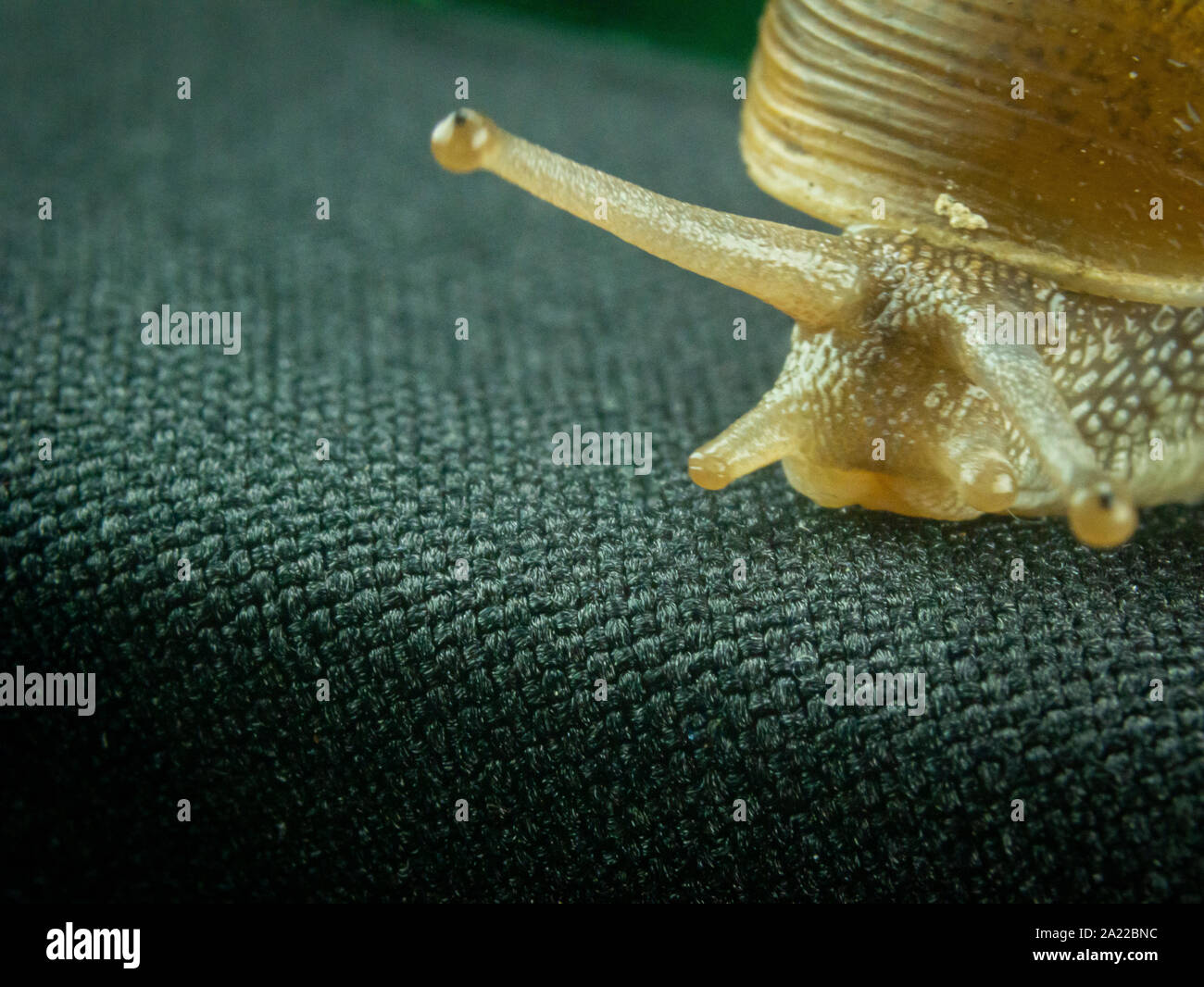 Snail Macro, on the black background, Garden snail photographed with ...