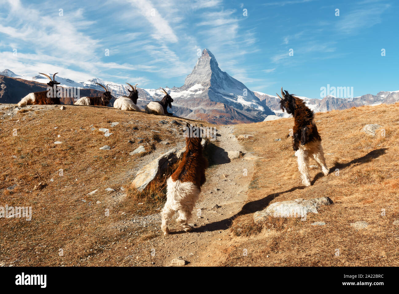 Zermatt goat hi-res stock photography and images - Alamy