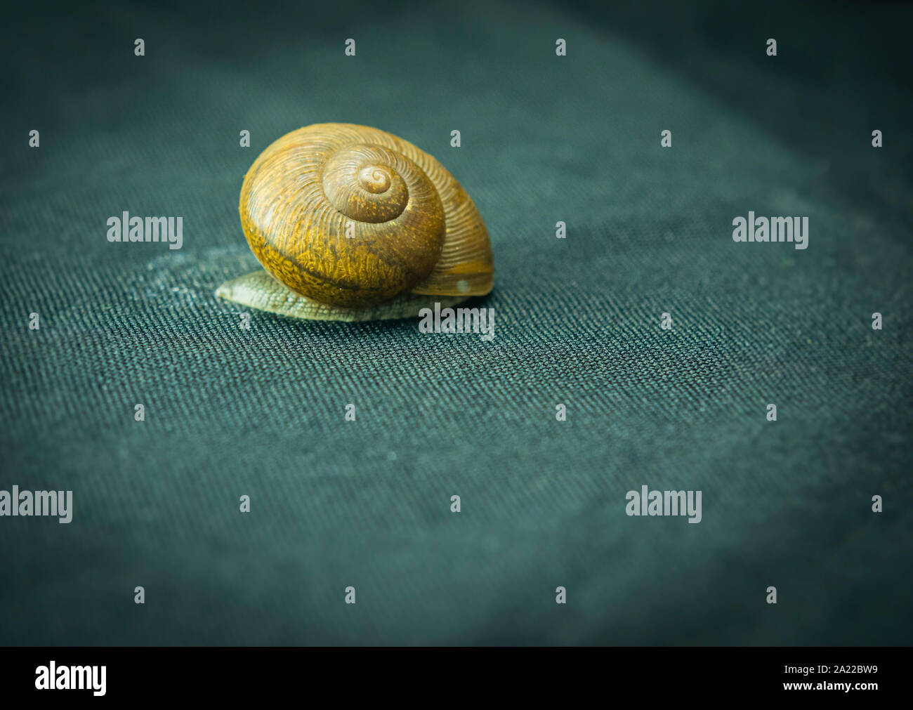 Snail Macro, on the black background, Garden snail photographed with ...