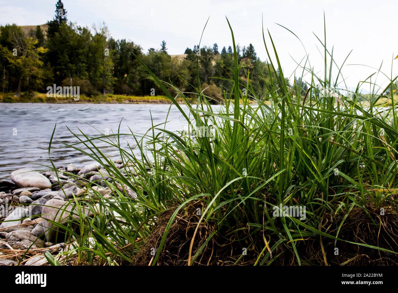 Green river bank grass hi-res stock photography and images - Alamy