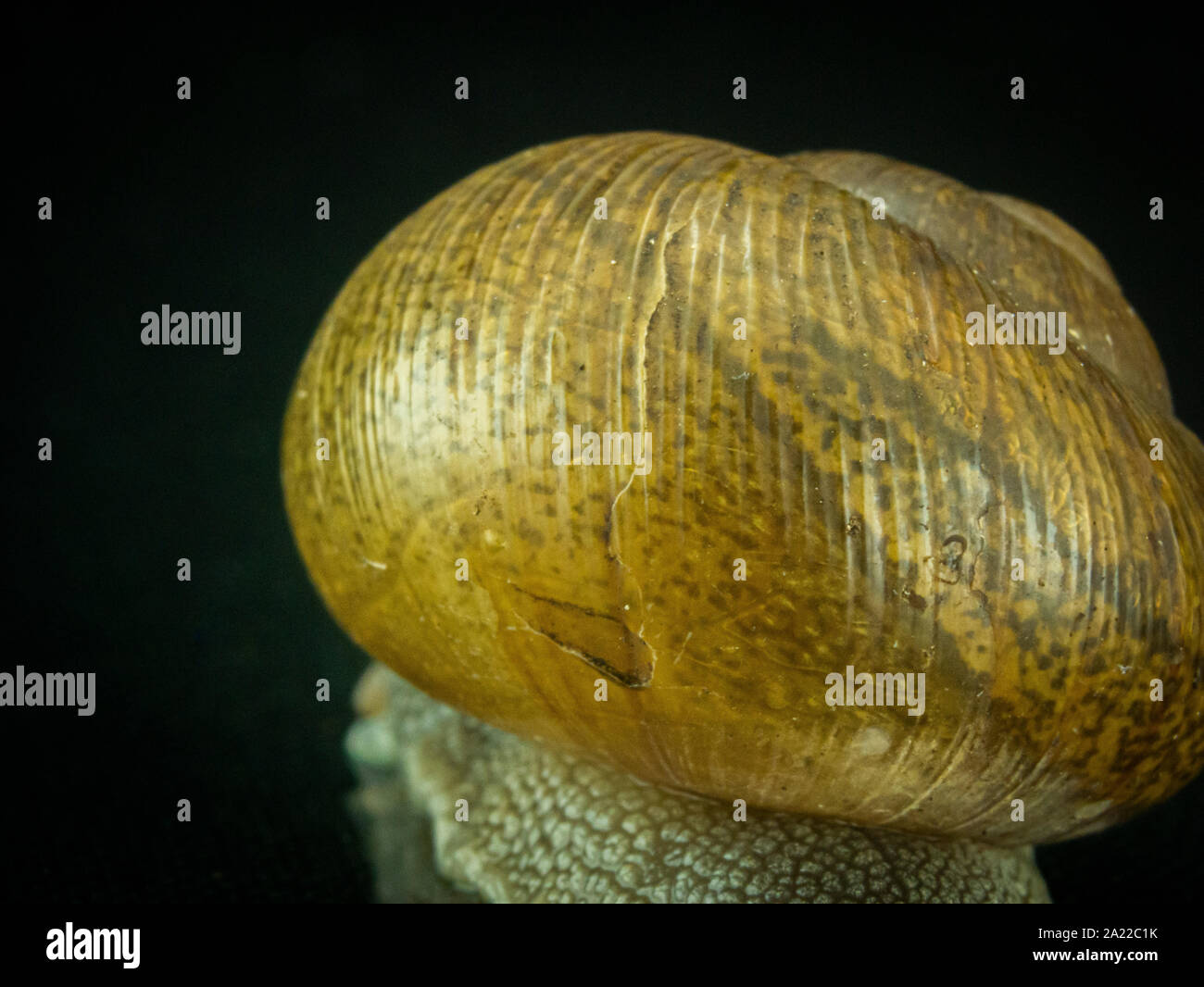 Snail Macro, on the black background, Garden snail photographed with ...