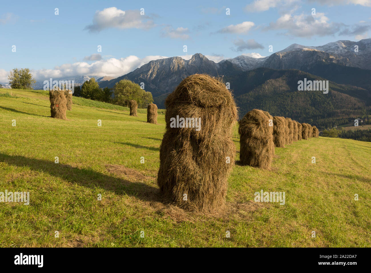 Traditional Polish haystacks on agricultural land that is overlooked by ...