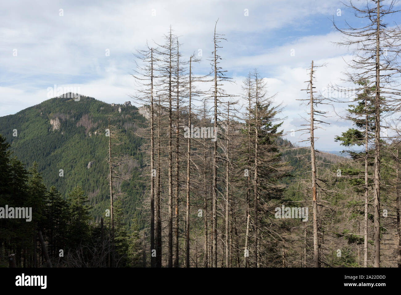Diseased and dying spruce trees near Sarnia Skala, a mountain in the ...