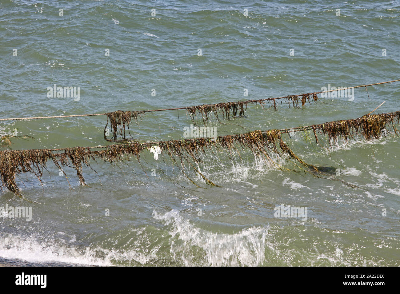 River algae hanging on hi-res stock photography and images - Alamy