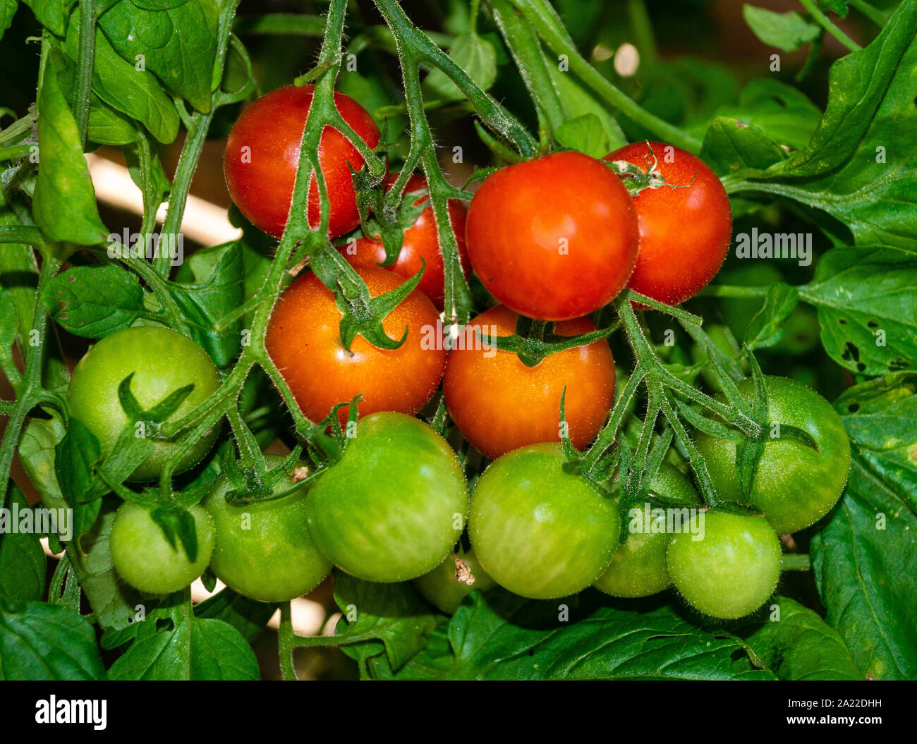 round red Tomato Solanum lycopersicum for a salad Stock Photo - Alamy