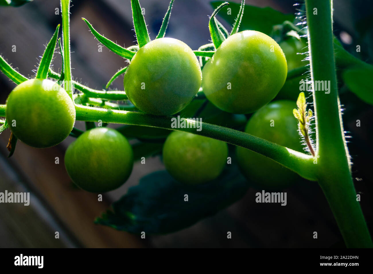 round red Tomato Solanum lycopersicum for a salad Stock Photo - Alamy