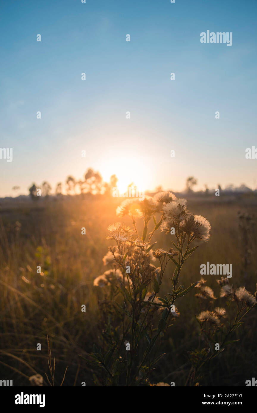 Golden sunset over green forest hi-res stock photography and images - Alamy