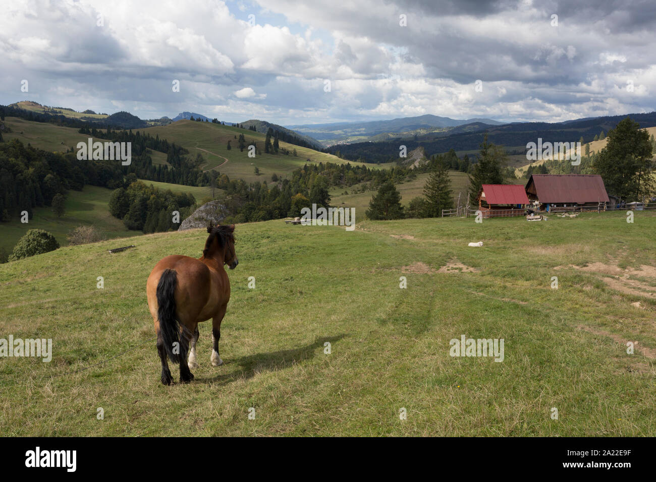 A horse looks down towards a traditional Polish shepherds' mountain hut ...