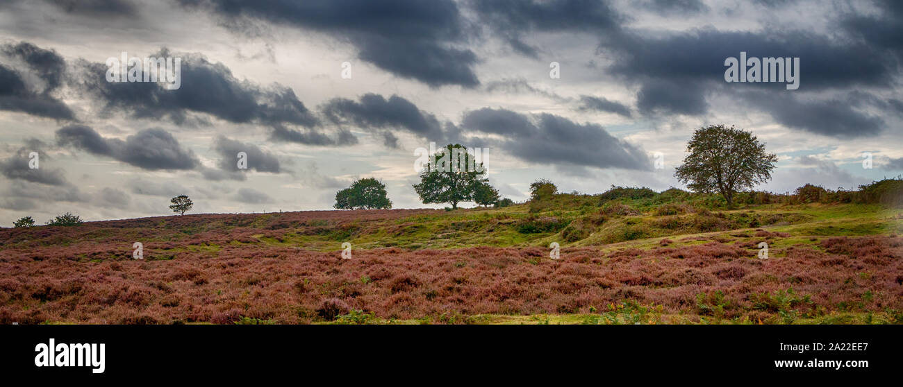 Roydon Common Norfolk High Resolution Stock Photography and Images - Alamy