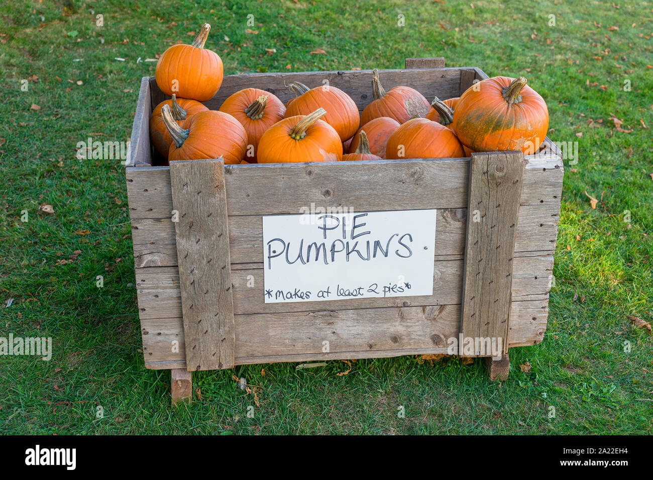 A wooden bin full of farm pie pumpkins Stock Photo - Alamy