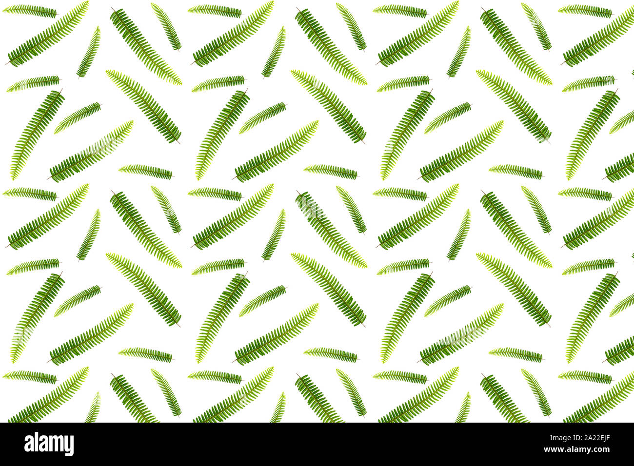 Fern leaves. Seamless pattern of fern leaves on a white background ...