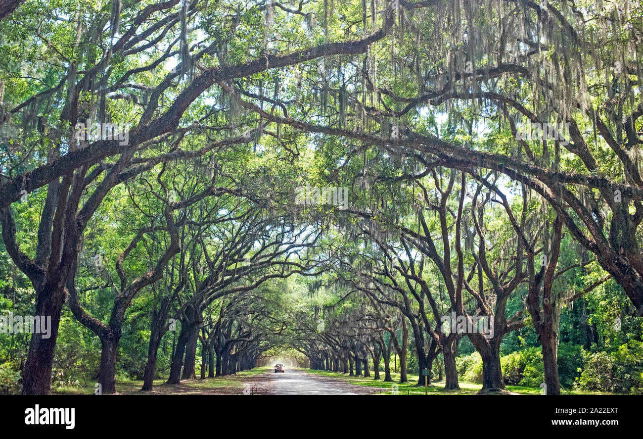 Oak tree road Stock Photo - Alamy