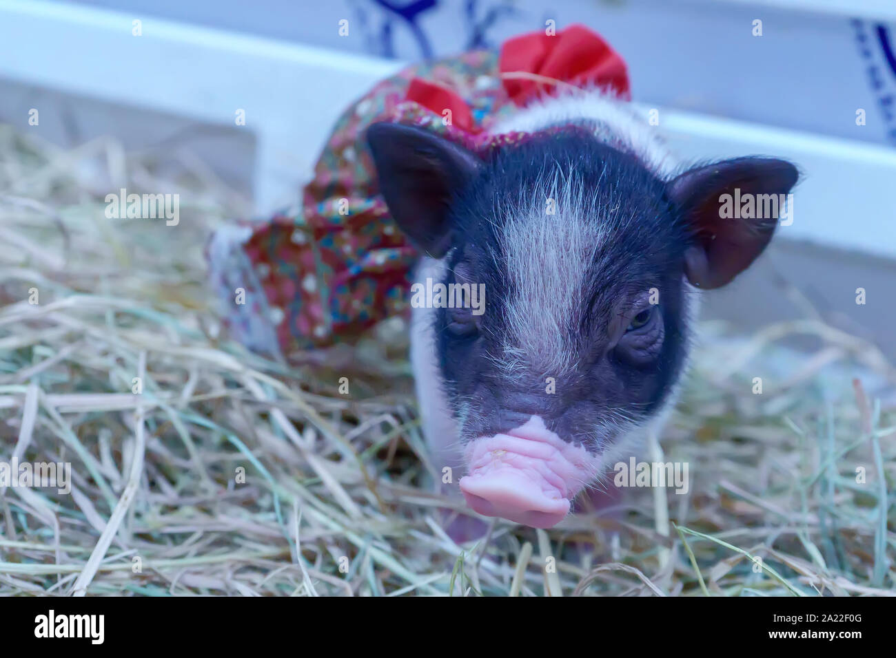 Pot belly baby pigs hi-res stock photography and images - Alamy