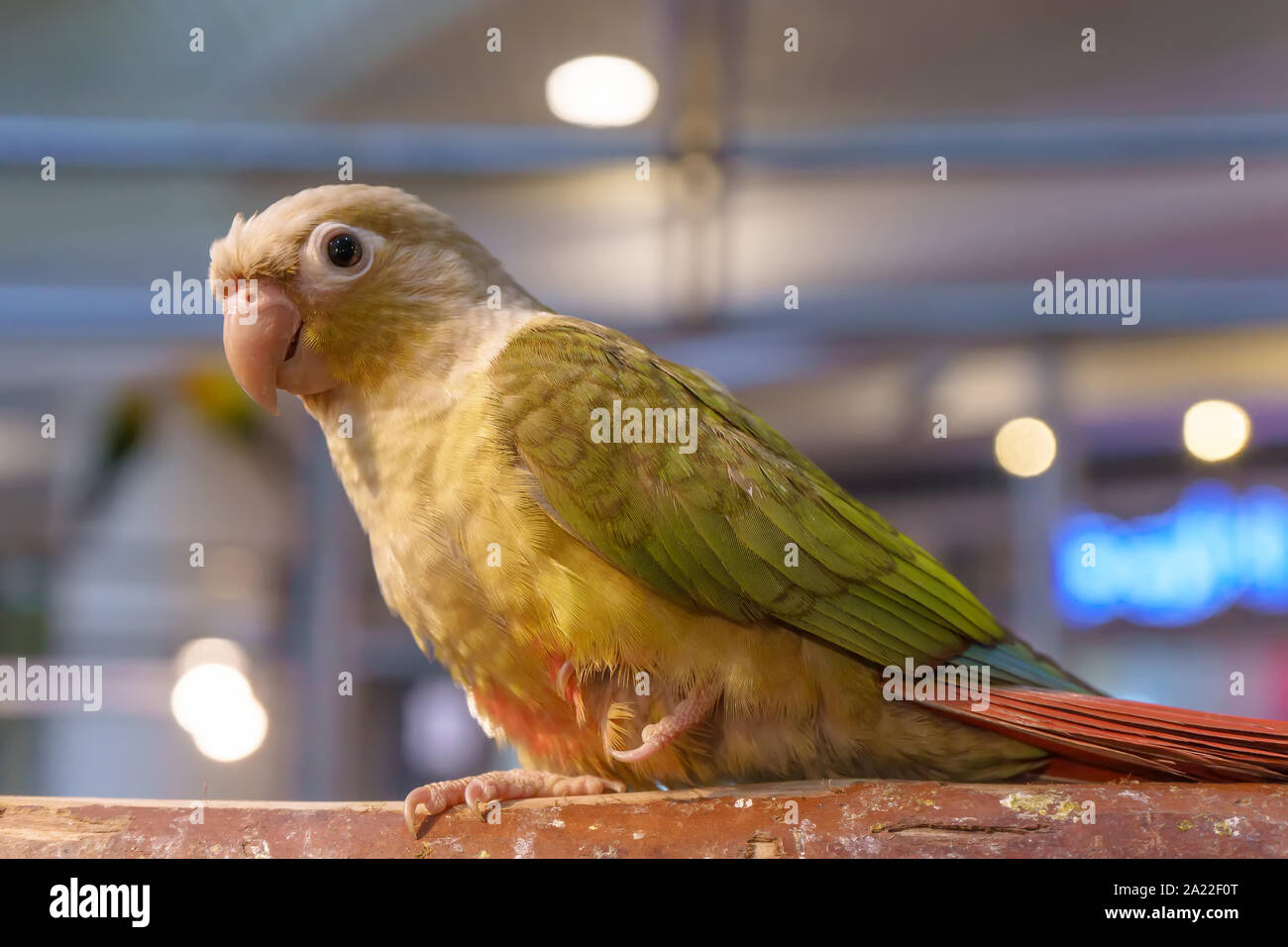 Parrots are posing to take the picture Stock Photo - Alamy