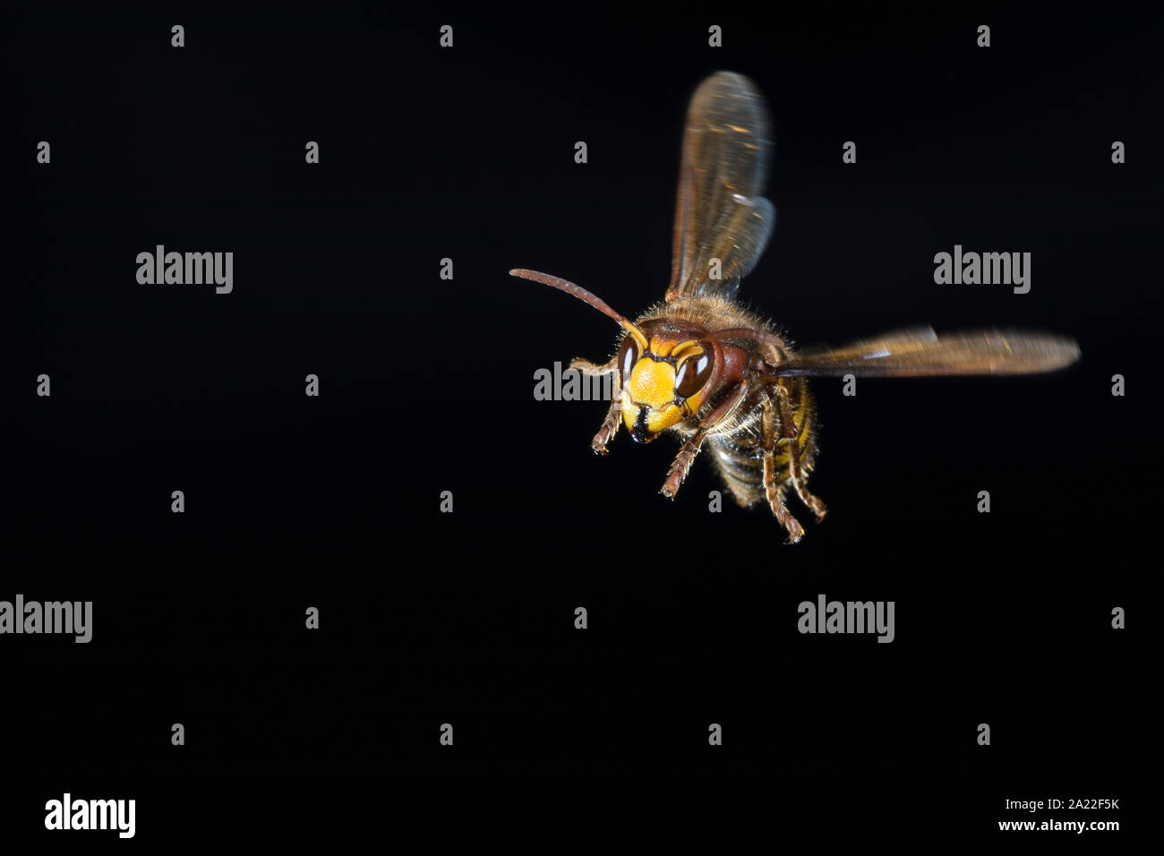 Hornisse, Hornissen, Flug, fliegend, Vespa crabro, hornet, hornets ...