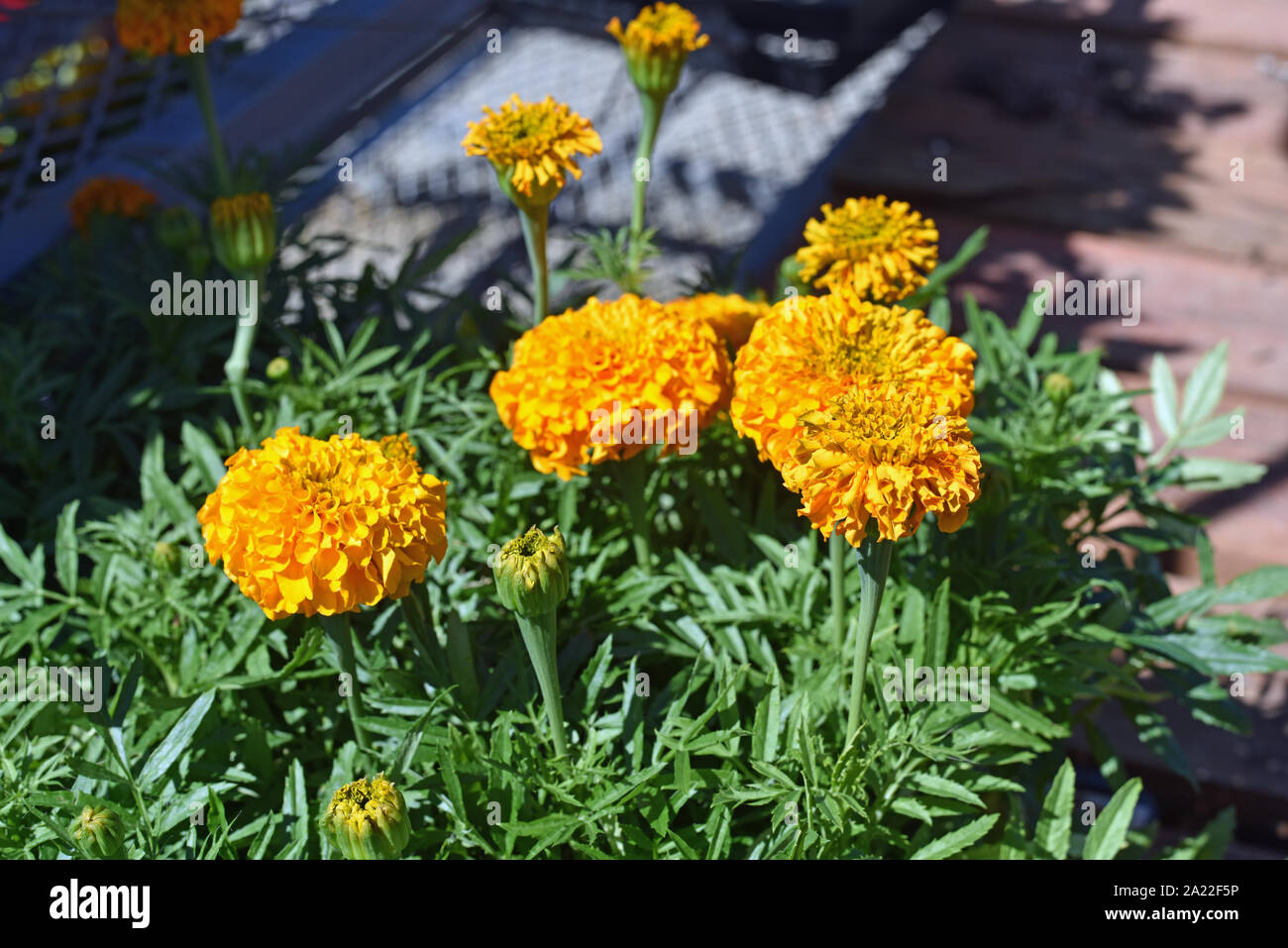 Flowering Plants Stock Photo - Alamy