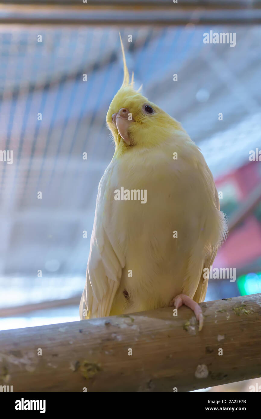 Parrots are posing to take the picture Stock Photo - Alamy
