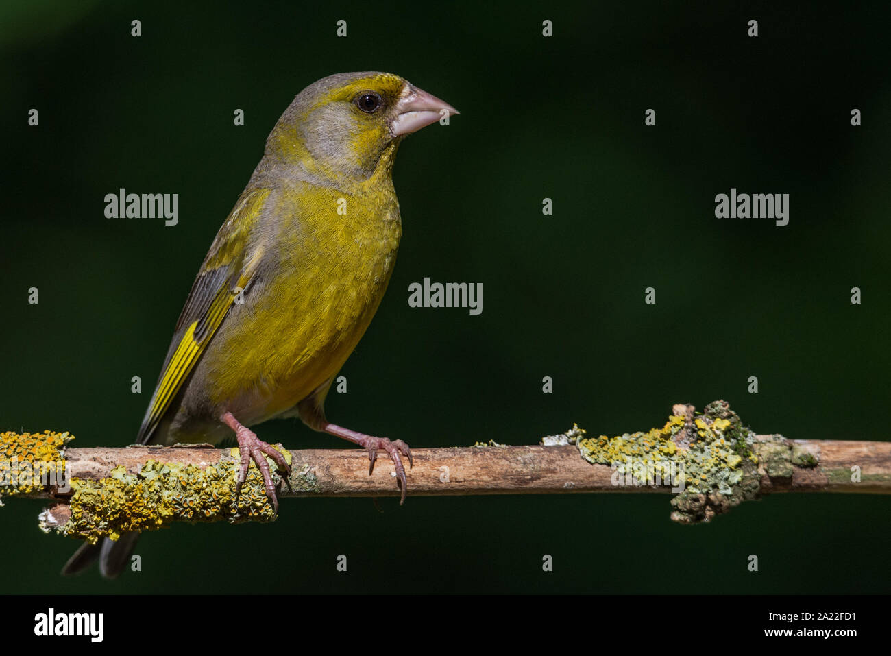 European greenfinch (Chloris chloris Stock Photo - Alamy