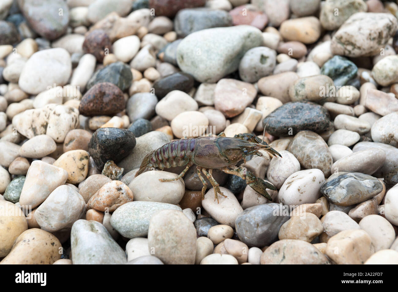 Crayfish On The Beach High Resolution Stock Photography and Images - Alamy