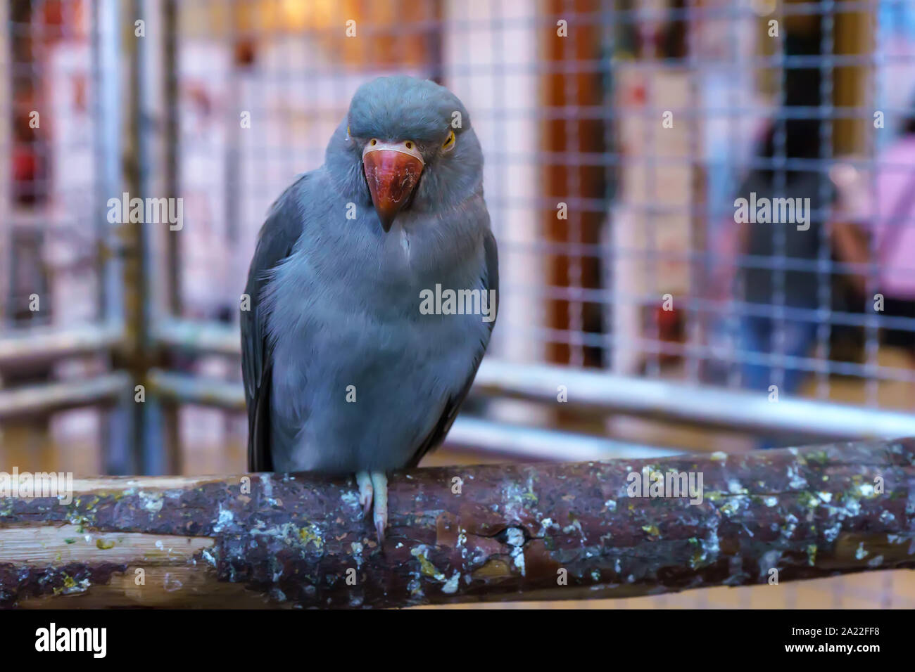 Parrots standing sleep on the timber Stock Photo - Alamy