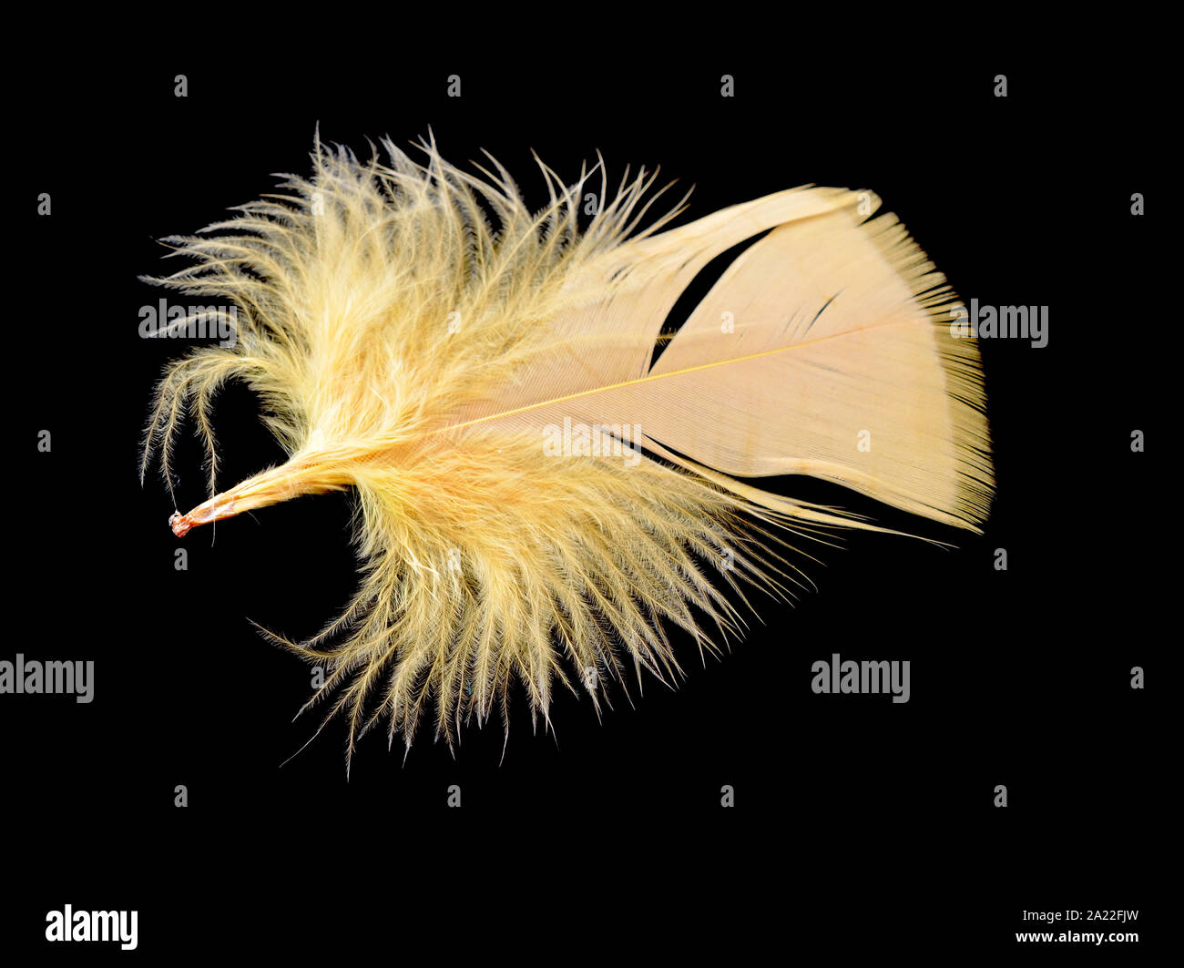 Bright yellow feathers hi-res stock photography and images - Alamy