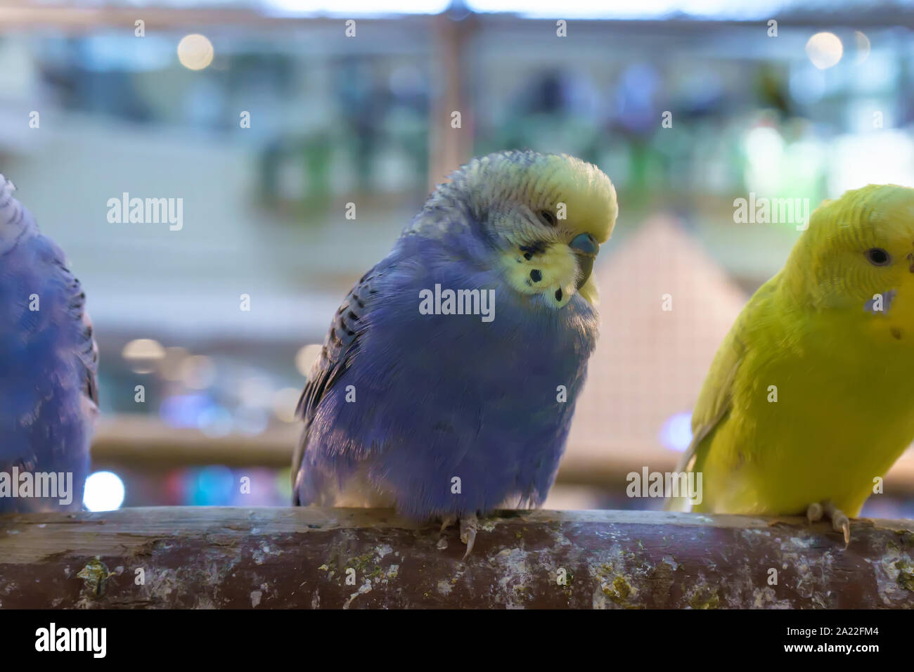 Parrots standing sleep on the timber Stock Photo - Alamy