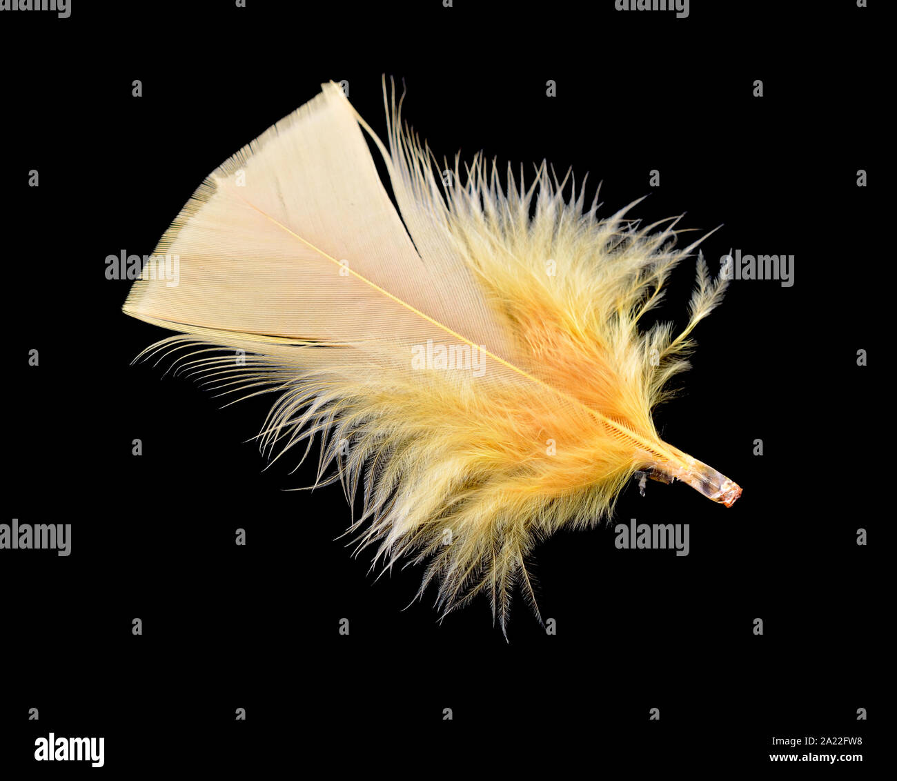 Yellow bird feather isolated on black background Stock Photo - Alamy