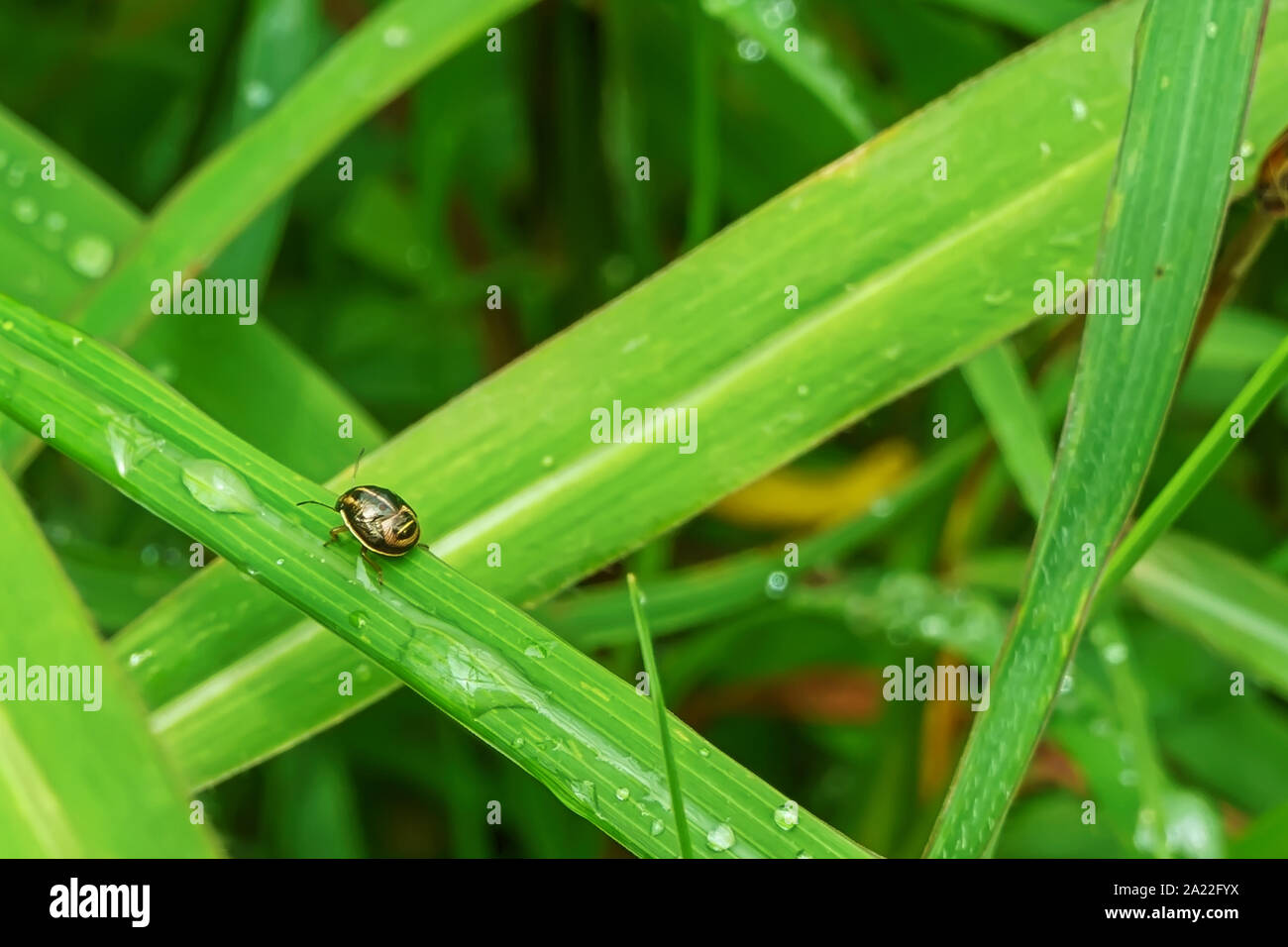 The insect on the grass on a nature background Stock Photo - Alamy