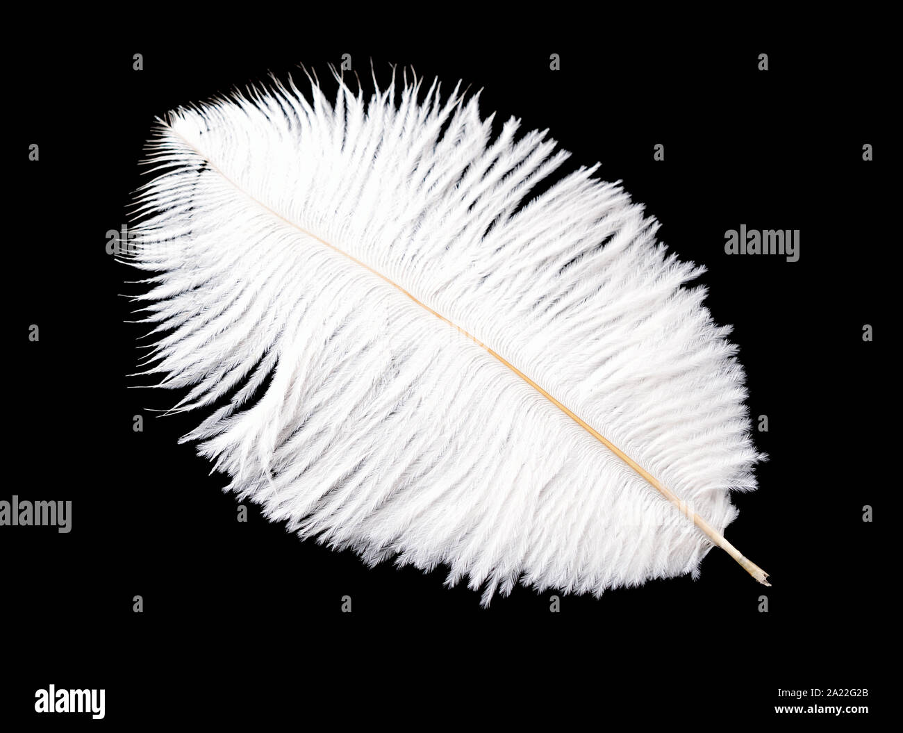 Bright white feathers hi-res stock photography and images - Alamy