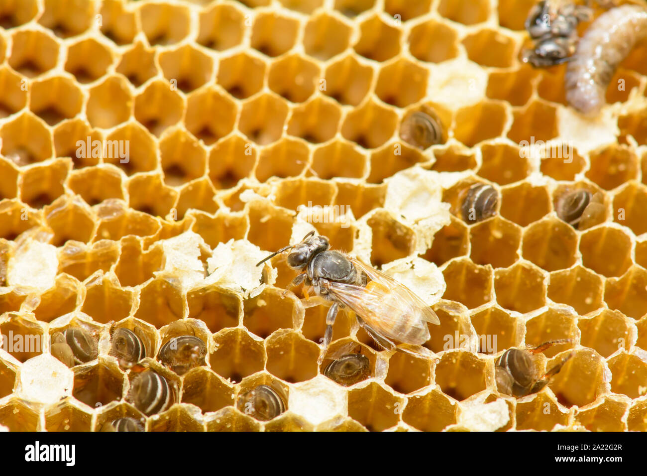 Nest of apis florea consists an embryo, adult and sweet water. Apis ...