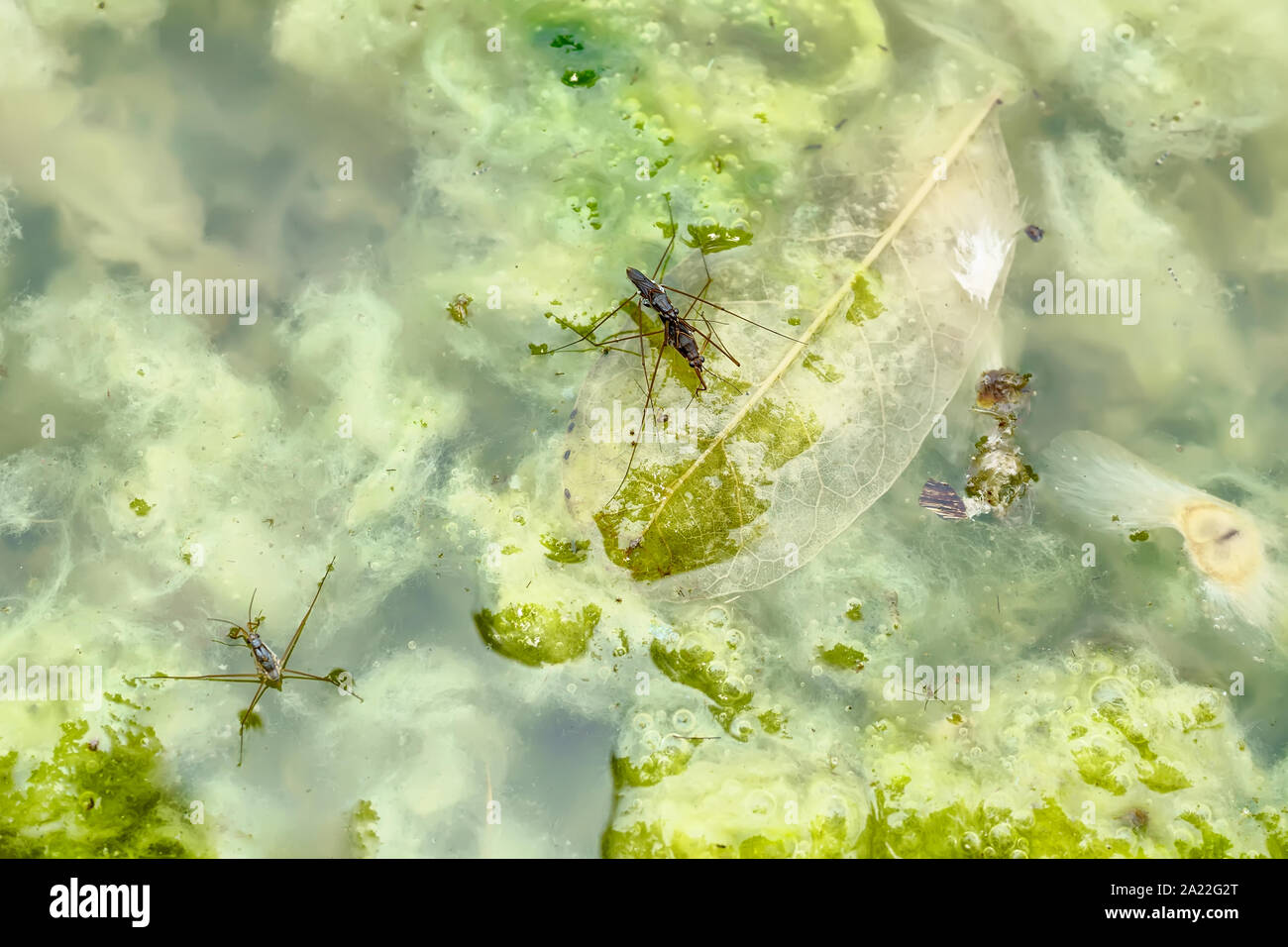 Gerridae or water striders, are breeding on dirty water Stock Photo - Alamy