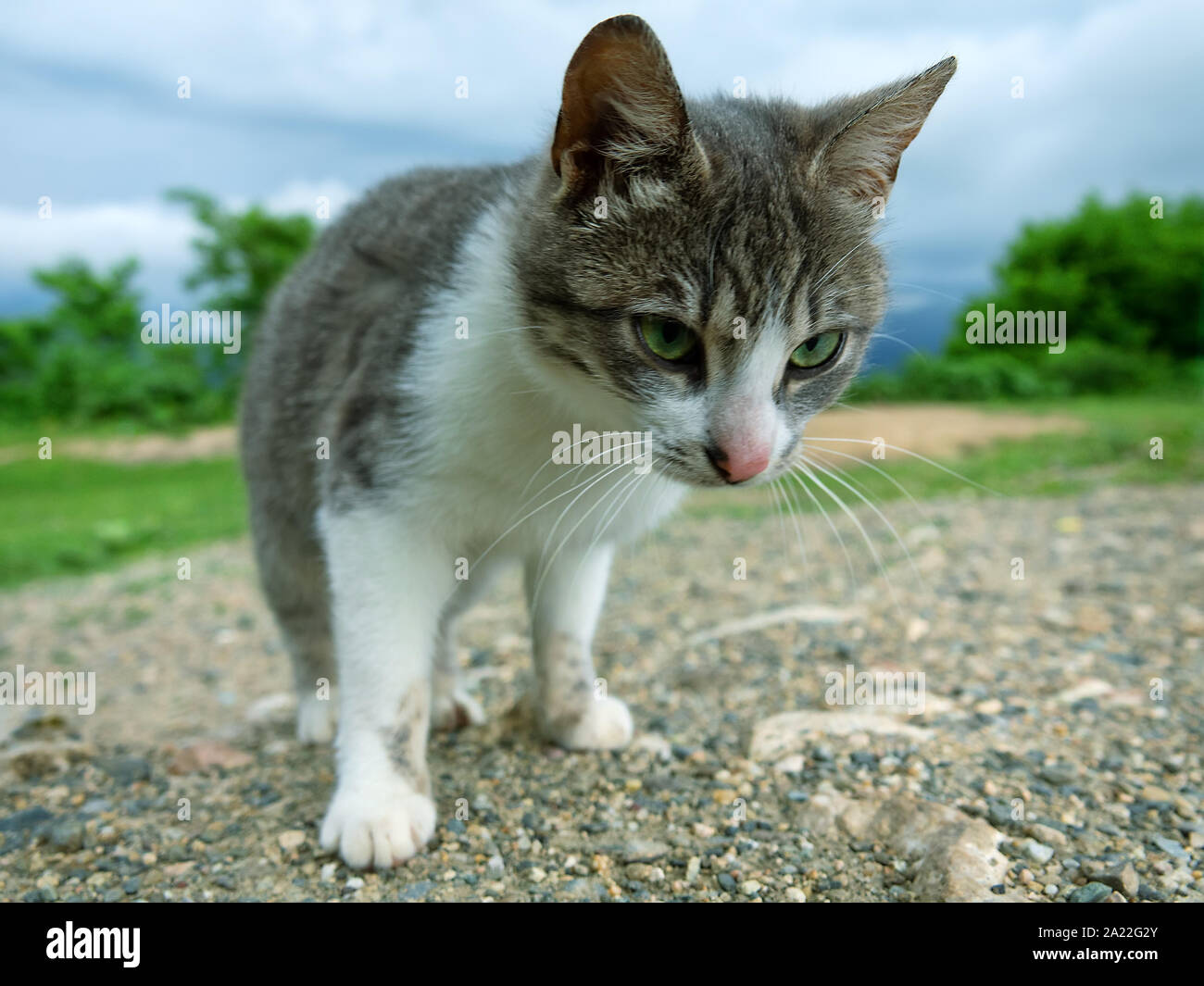 Funny cat looks at the viewer. Close-up face into the camera Stock ...